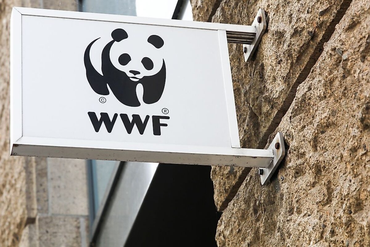 Trabalho Remoto na WWF-Brasil: Empresa Seleciona Analista ...